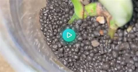 Pls Tell Me These Are Spring Tails R Plantclinic