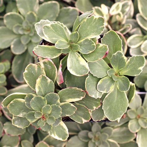Sedum Kamtschaticum Variegatum [large] Mcg™