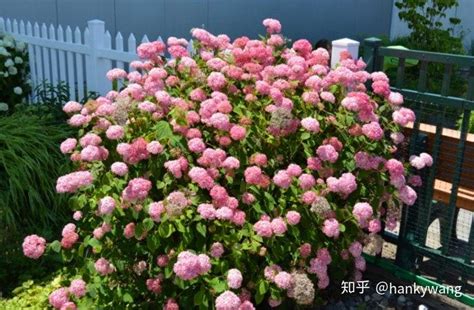 夏日明星花卉乔木绣球“粉色贝拉安娜”——许你一个梦寐以求的粉红色的夏天 知乎