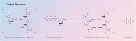 Rna Polymerase Reaction