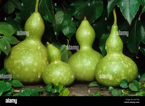 Straightup Nature Seeds4planting Seeds Calabash Long Handle Gourds