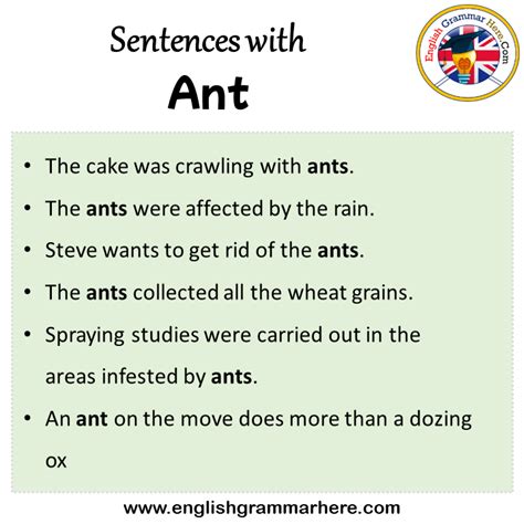 Sentences With Ant Ant In A Sentence In English Sentences For Ant English Grammar Here