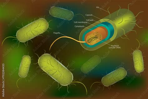 Bacterial Cell Anatomy Labeling Structures On A Bacillus Cell With Nucleoid Dna And Ribosomes