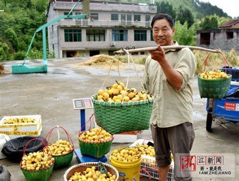 枇杷迎來豐收季 小小水果富農家 每日頭條