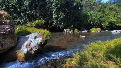 Звуки природы пение птиц Звуки Леса для релаксации сна Медитации Relax 8 часов Youtube