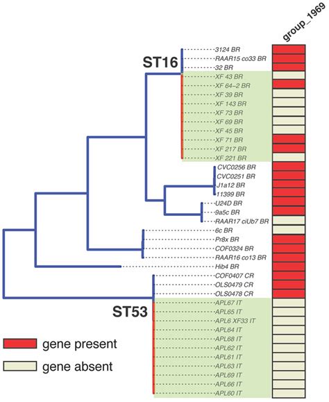 a heat map with gene presence absence for the hypothetical protein