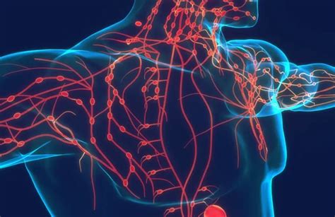 Lymphatic Drainage Massage Archives Why So Gorgeous