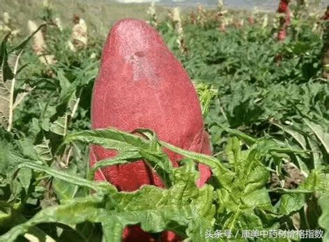 唐古特大黃 海拔3000米種植基地 以野生變家種 每日頭條