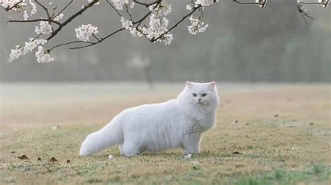 고양이 휴식음악 고양이를 위한 편안한 음악 고양이가 좋아하는 음악 고양이 불안해소 And 스트레스 해소 음악 12시간 Youtube