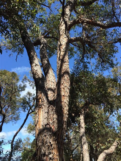 Marri Climatewatch Australia Citizen Science App