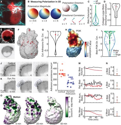 Proteolysis Free Amoeboid Migration Of Melanoma Cells Through Crowded Environments Via Bleb