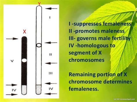 Sex Determination In Plants