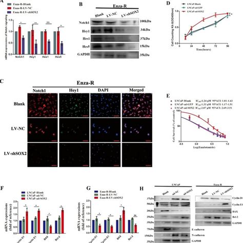 Interfering With Sox2 Expression Regulated Notch Signaling And Its