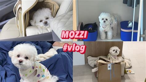 Vlog 집들이 따라가는 강아지 첫 브이로그 모찌의 일상 Youtube