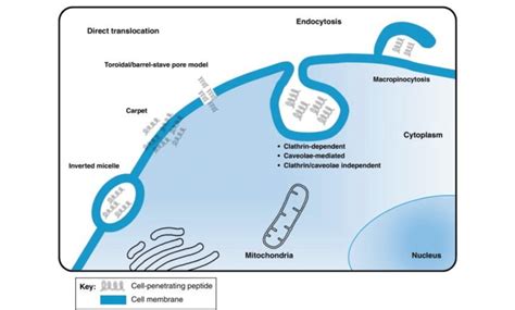 1 Potential Pathways Of Cell Entry For Cpps Figure From [21