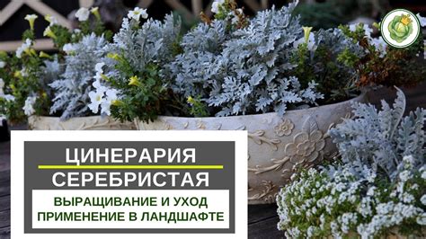 ЦИНЕРАРИЯ серебристая//посев на рассаду, уход, применение в дизайне ...