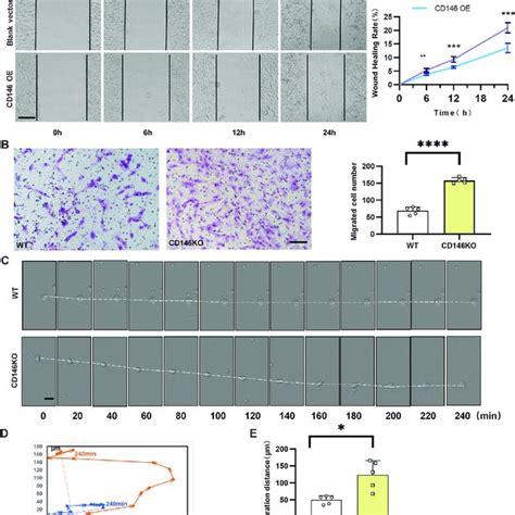 Cd146 Decelerated Alveolar Epithelial Cells A The Migration Ability Of