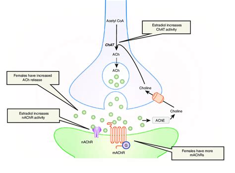 This Image Illustrates Sex Differences In ACh Activity And Its Download Scientific Diagram