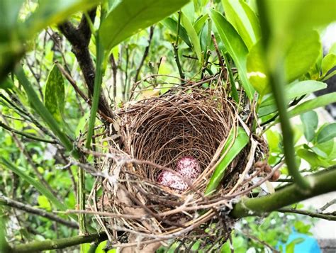 Bird Egg In The Nest At Tree Stock Image Image Of Finch Green 267634149