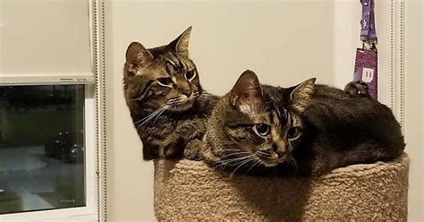 Sibling Moments Album On Imgur