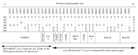 Location Of Polymorphic Sites For The Nd 6 Trna Glu Cyt B And Cyt B Cr