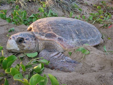 Loggerhead Sea Turtle Alliance