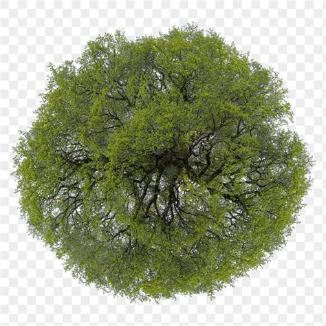 Download Premium Png Of Tree Png Top View Spring Clip Art Transparent Background By Jubjang