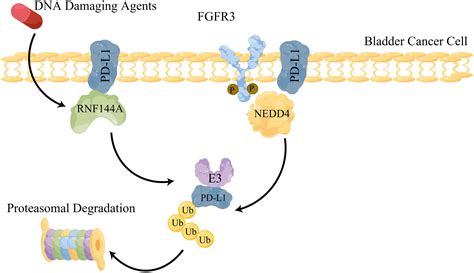 Frontiers Multifaceted Roles Of The E3 Ubiquitin Ligase 58 Off