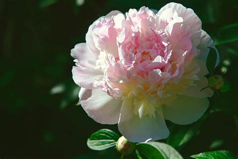 모란 꽃잎의 밝은 부드러운 분홍색 배경입니다 이슬 방울에 모란 꽃이 클로즈업됩니다 파스텔 톤의 색조 물방울에 모란 클로즈업 꽃과 배경입니다 인테리어 포스터 복사 공간 0명에