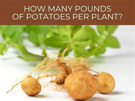 How Many Pounds Of Potatoes Per Plant A Comprehensive Guide Planthd