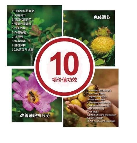贵州初好公司——让世界看到贵州刺梨