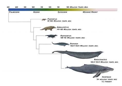 Whale Evolution Chart