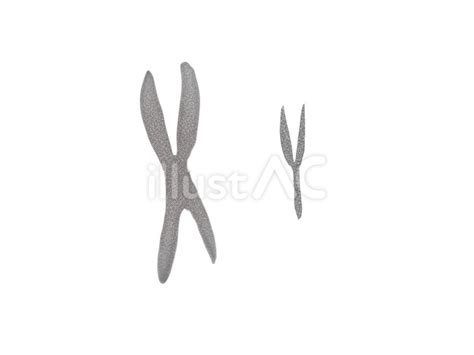 Free Vectors Sex Chromosome Free Vectors Sex Chromosome
