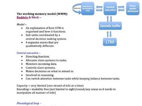 Working Memory Model Explanation Diagram AQA Psychology A Level Teaching Resources