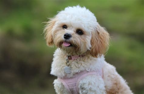 Maltese Poodle Mix The Ultimate Guide To The Mighty Maltipoo All
