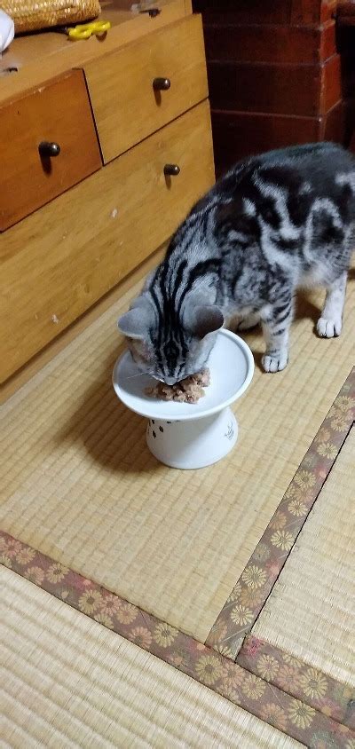 もぐもぐ美味しにゃ 猫壱necoichi