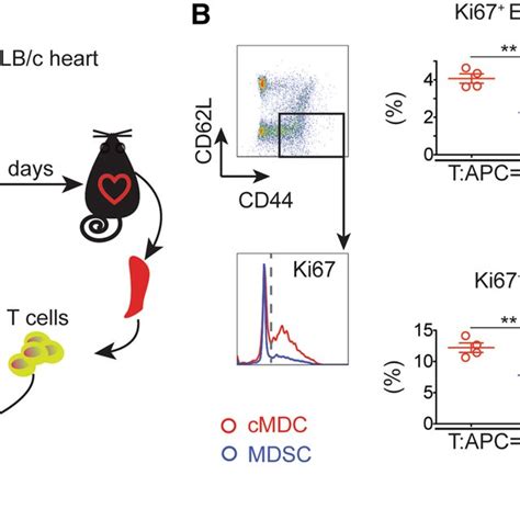 Donor Derived Mdscs Suppress Effector T Cell Activation A Schematic