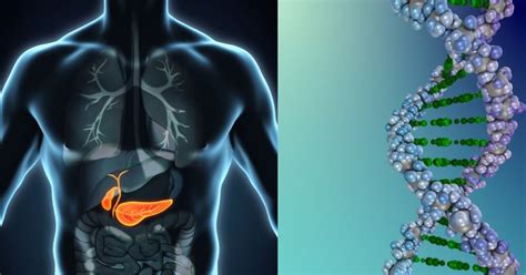 줄기세포로 당뇨병 고친다 췌장 기능 회복 효과 확인