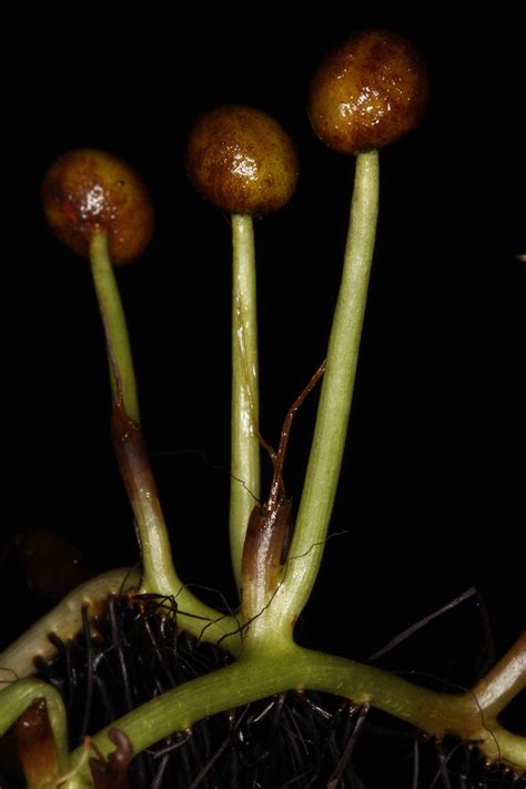 Regnellidium Diphyllum Ferns And Lycophytes Of The World