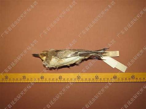 铁嘴沙鸻 Charadrius leschenaultii 物种库 国家动物标本资源库