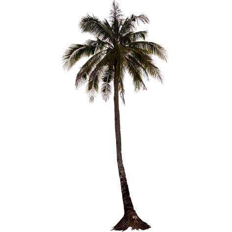 Yahoo Image Search Plantas Fotografía Arboles