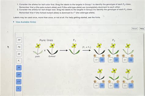 Solved Consider The Alleles For Leaf Color First Drag The Chegg
