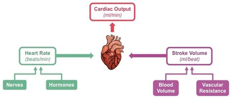 Cardiac Output Cardiac Output From The Arterial Catheter Deceptively