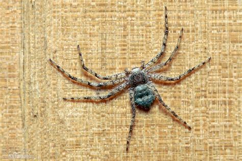 Running Crab Spider Photos Running Crab Spider Images Nature Wildlife Pictures Naturephoto