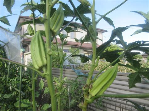 自家採取の種いろいろ ISAZY菜園