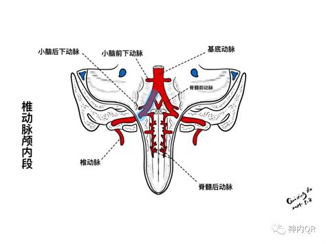 脑血管解剖【精品手绘 徐桂兴】 Medsci Cn