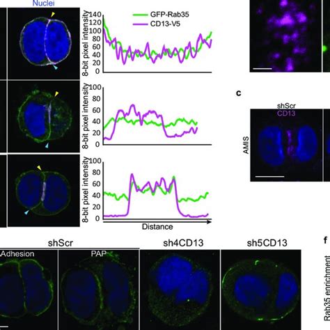 Proposed Model For Cd13 Functions In Apical Specification In Caco 2