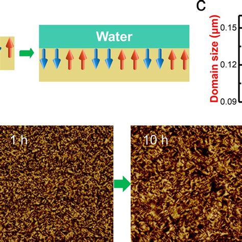 Positive Reinforcement Of The Domain Self Organization Process By