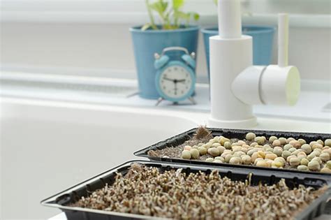 자연 집에서 성장하는 마이크로 그린 부엌 내부의 창문과 꽃의 배경에 대해 테이블에 채소와 완두콩 씨앗의 오름차순 콩나물 0명에 대한 스톡 사진 및 기타 이미지 Istock