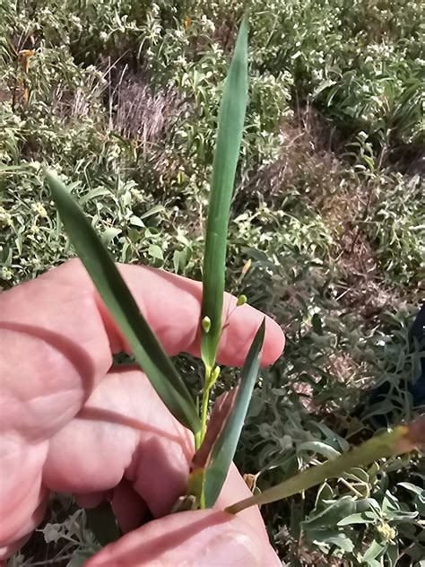 Scribners Panicgrass From Paige Tx 78659 Usa On October 23 2023 At